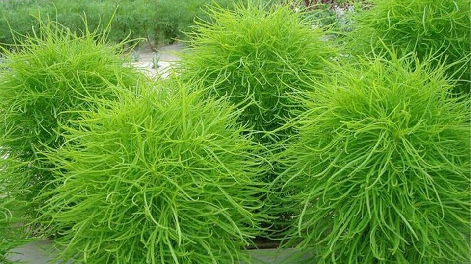 ВЫРАЩИВАЕМ КОХИЮ ИЗ СЕМЯН