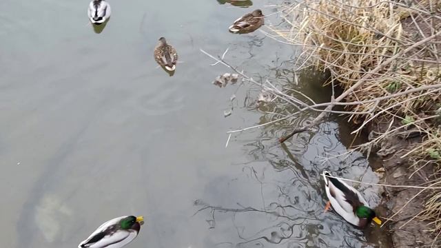 28 ноября 2025г. Стерлитамак. Осень. Набережная. Уточки. ТЦ Ёлка.