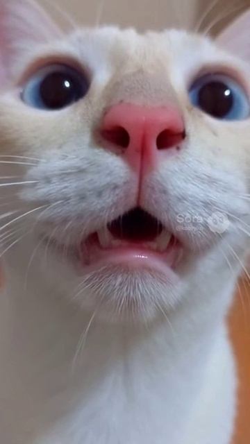 Интернет опять отключили! 🙀