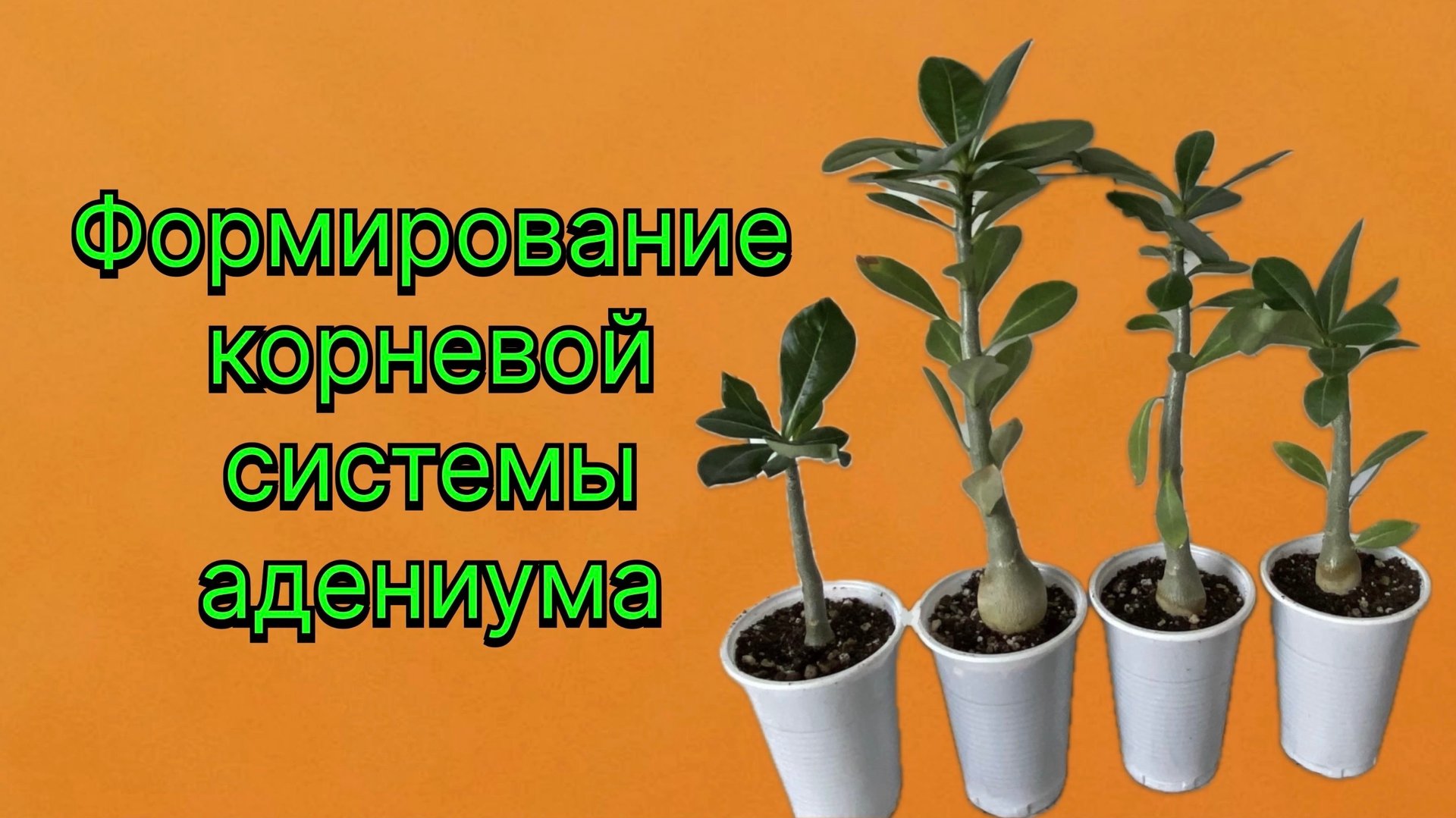 Корни адениума это всегда красиво, если их правильно сформировать. «Я так вижу»! 2 декабря 2025 г.