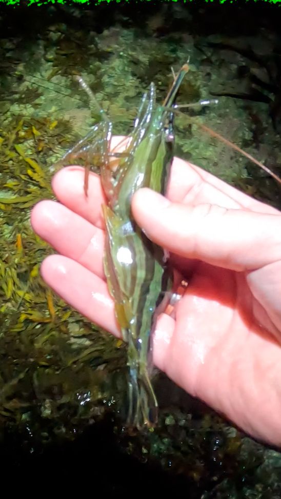 ПОЙМАЛ 🦐КРЕВЕТКУ🦐 В МОРЕ РУКАМИ. #сахалин #море #рыбалка #креветка #fishing #русскоеморе