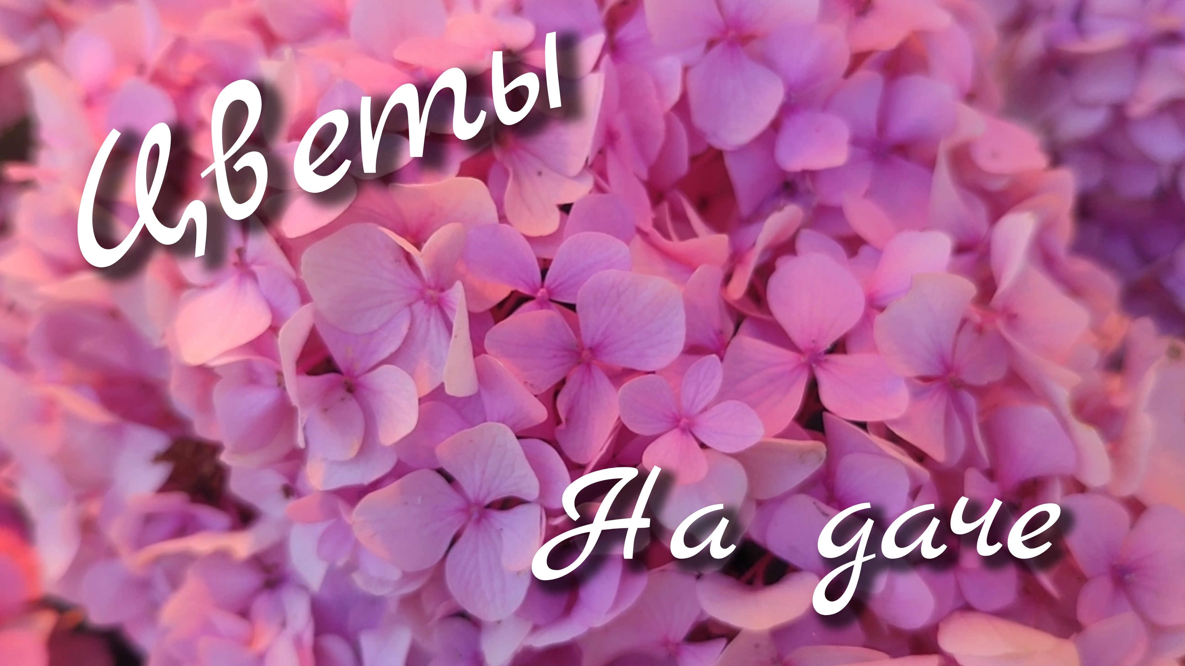 Цветы на даче