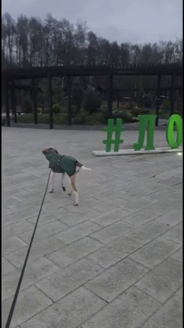 Пряник встретил Лося