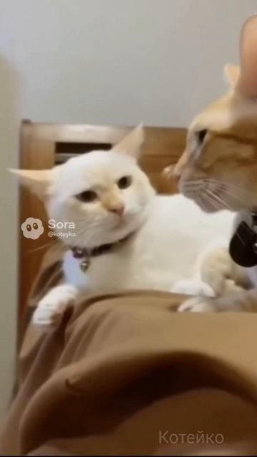 Ты чё, дурак что ли!? 😹