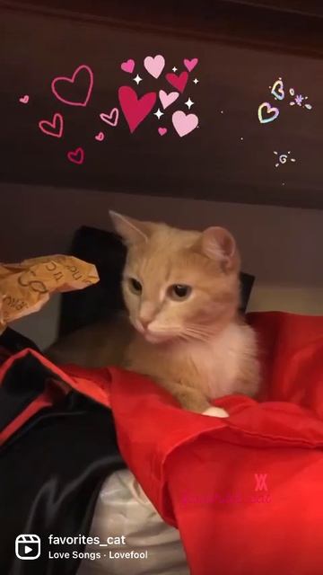 Алиса рыжая киса Love me