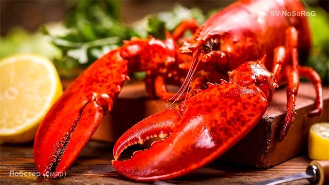 Чем богато и полезно мясо представителей рода Настоящие омары (True lobsters) — Homarus Weber, 1795?