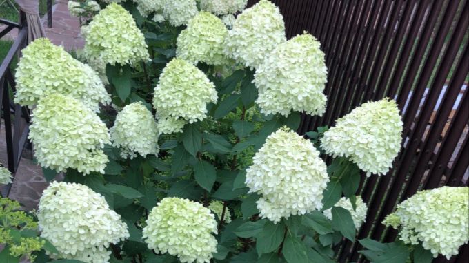 Осенняя обрезка гортензии и подготовка её к зиме