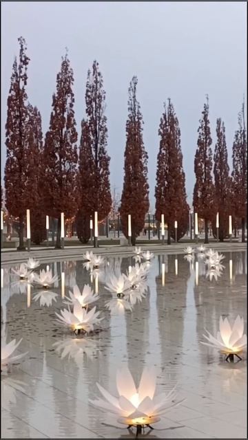 Новогодние лотосы в вечернем Парке Галицкого ✅