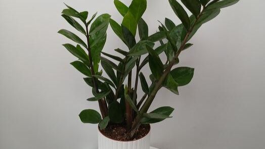 ЗАМИАКУЛЬКАС - пополнила коллекцию//как составить грунт//основные правила ухода