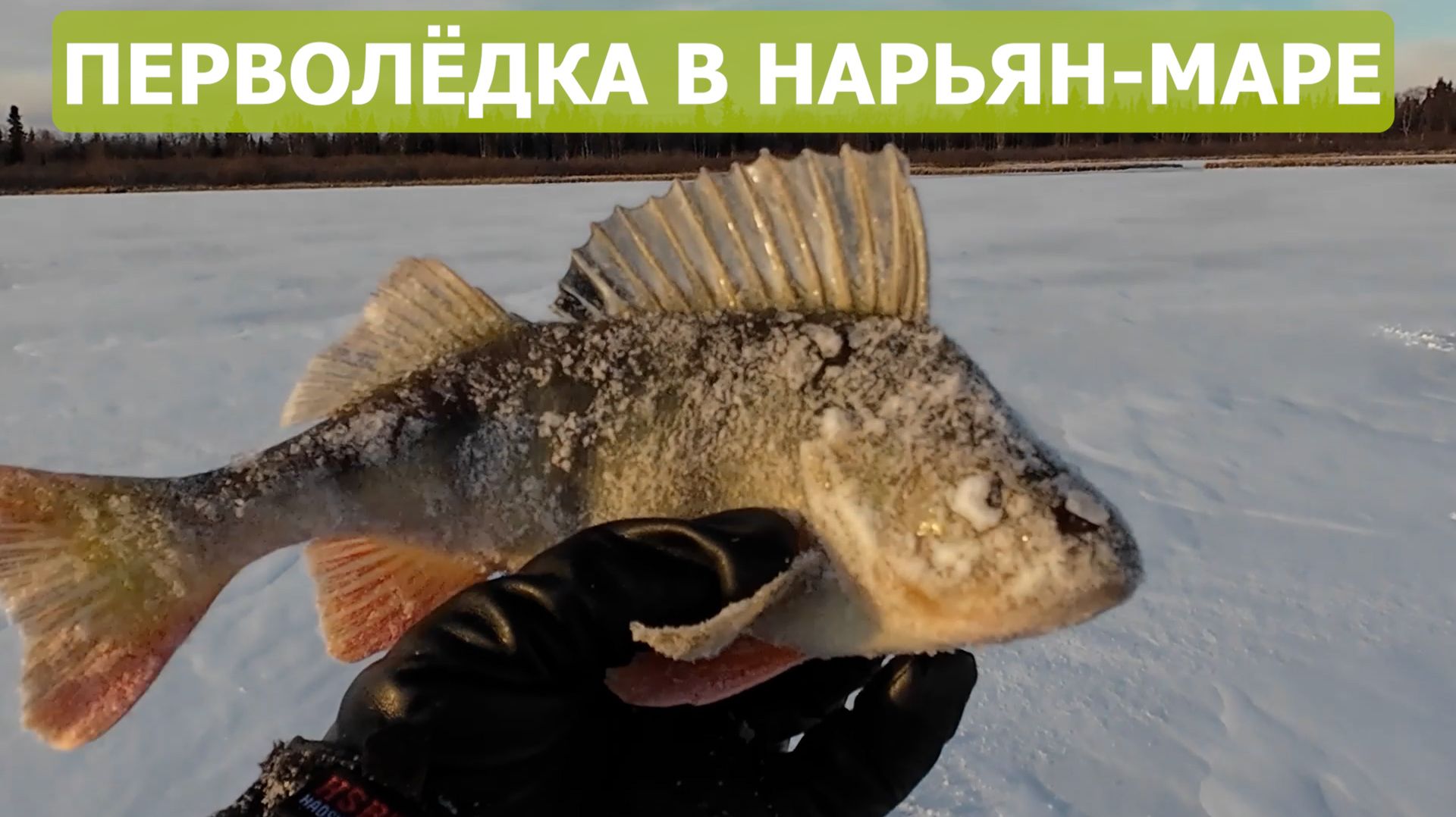 перволёдка в нарьян-маре. сезон 25/26 открыт