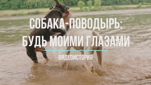 Видеоистория «Собака-поводырь. Ббудь моими глазами». (12+)