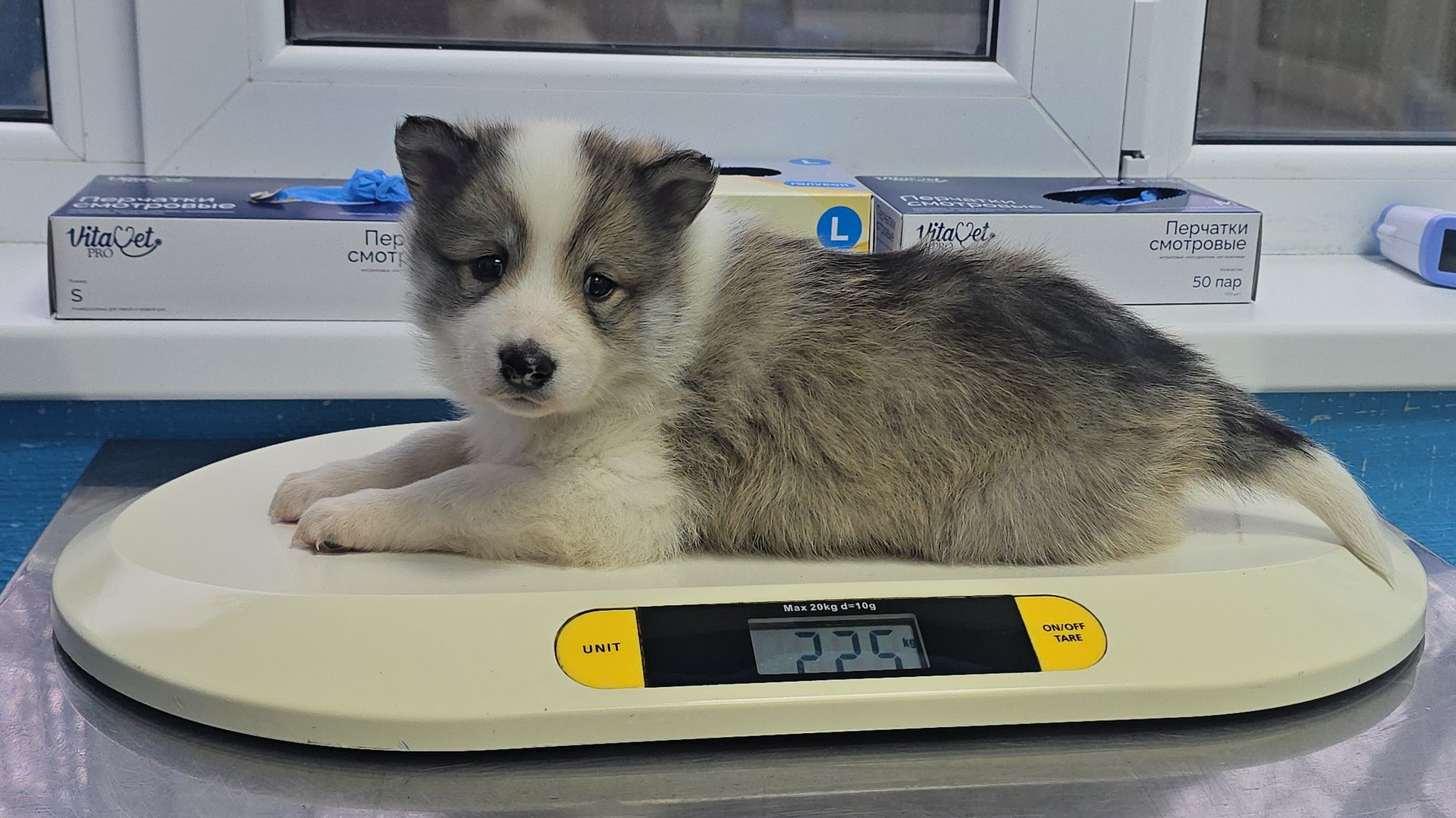 Щенка отвез в ветклинику