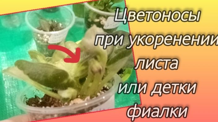 Цветонос на укорененном листе фиалки