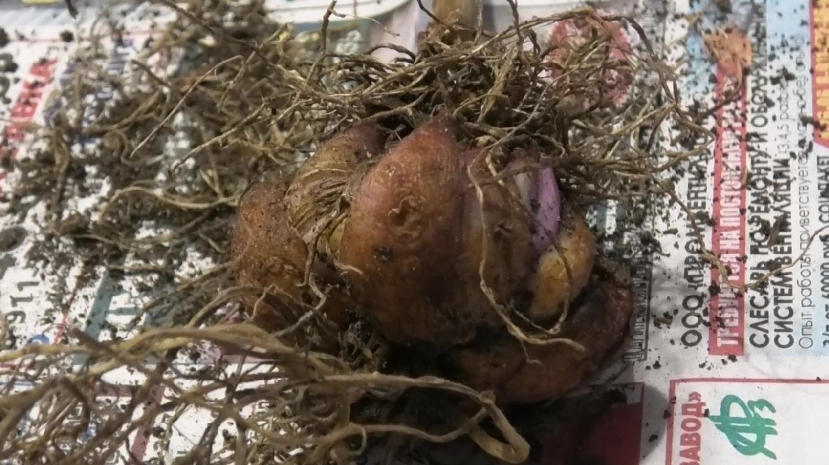 21-27 11 25г квасим капусту,лилия восточная