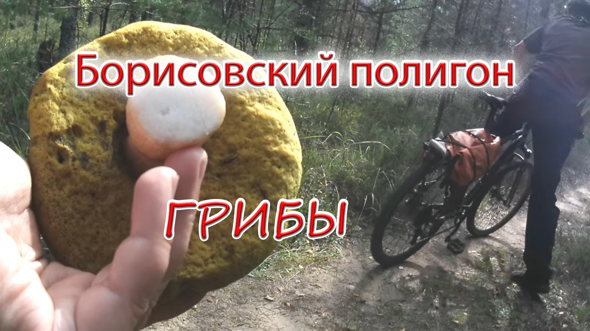 На велосипедах за грибами