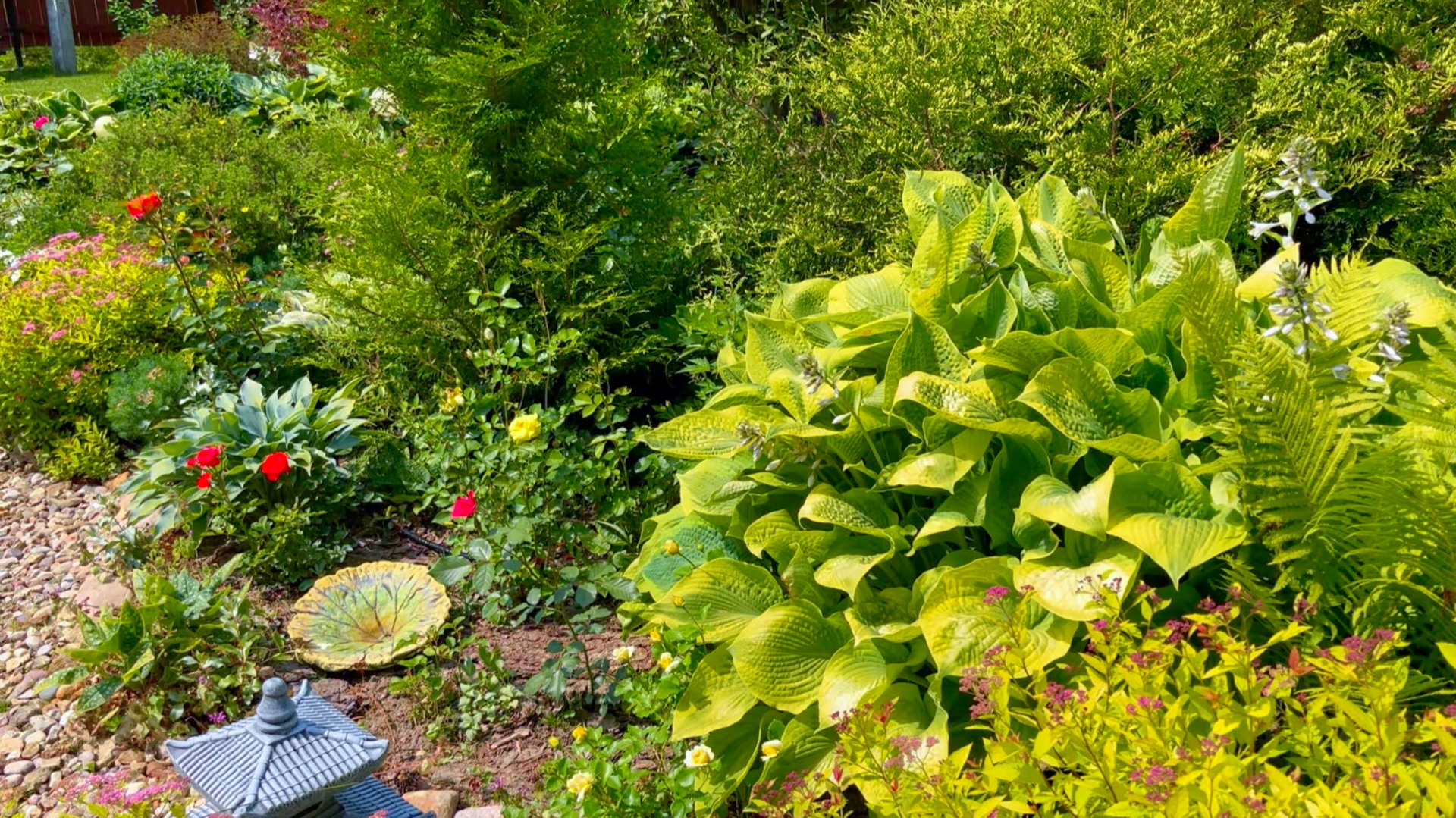 Парадоксы природы. Травянистые гиганты и карликовые кустарники.