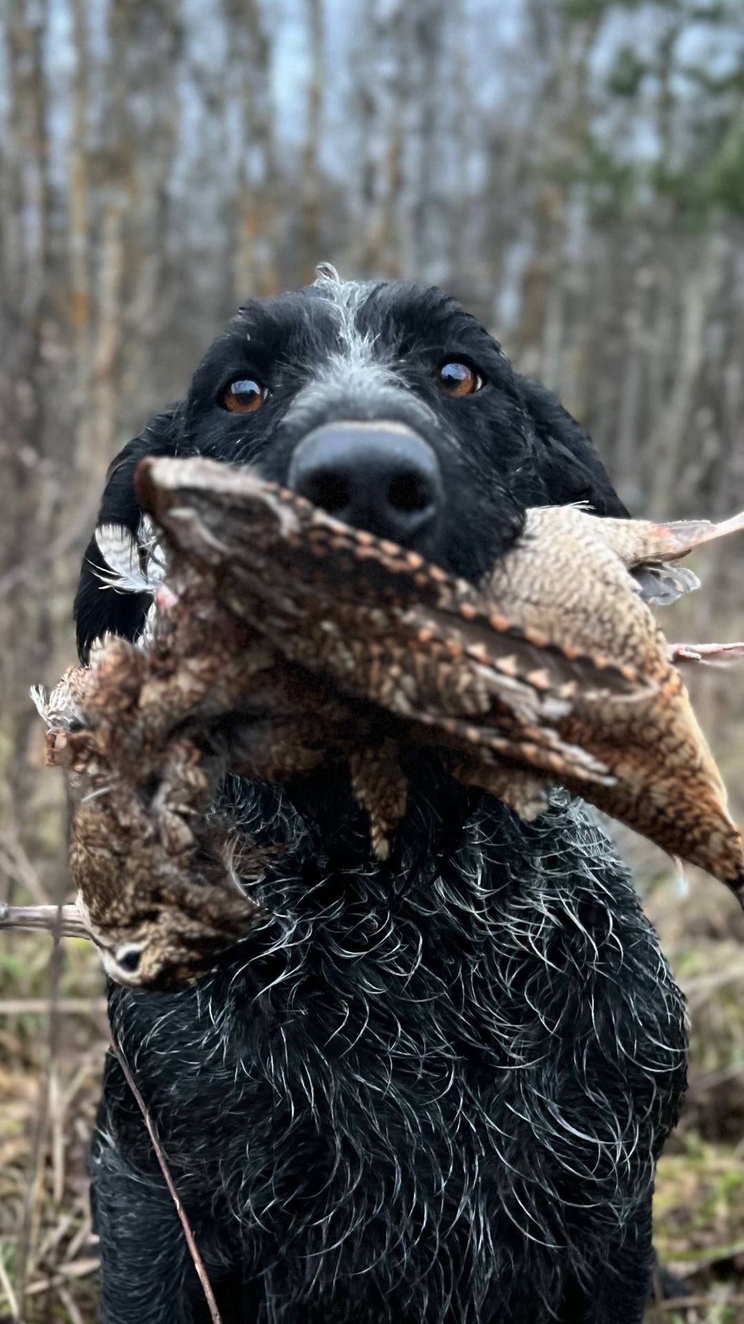 Охота на вальдшнепа с дратхааром ноябрь 2025, девушка охотник / Woodcock hunting, girl hunter