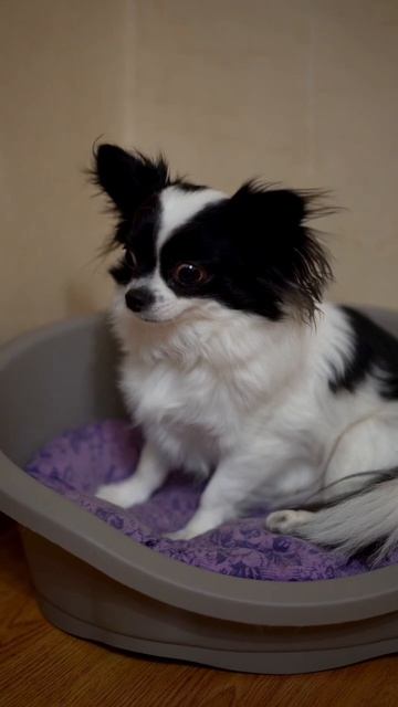 Ну, я вас услышал, побегу…