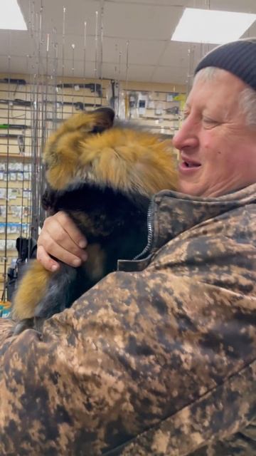 Лиса зашла в магазин