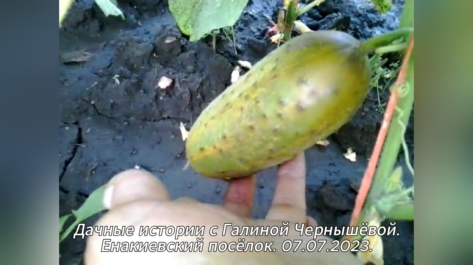 2023. "Жаркий июль | Собираю огурчики. Выкапываю чеснок. Прополка, полив". 07.07.2023.