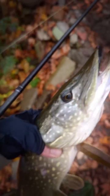 Orbit и Rerange творят чудеса! Щука в ударе!