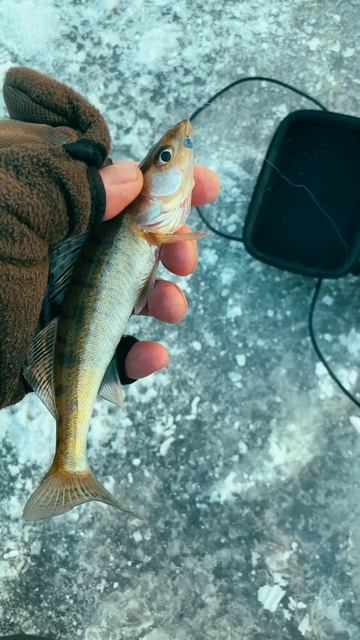 Мощный судак на бисер! Дышать нечем!