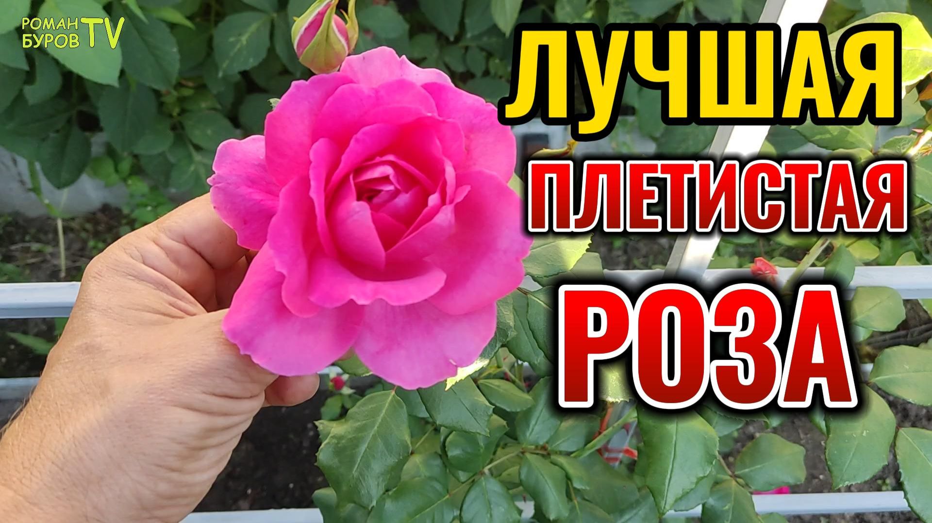 НИКОГДА не сажайте эту РОЗУ, если не готовы к восторженным взглядам! 🤩