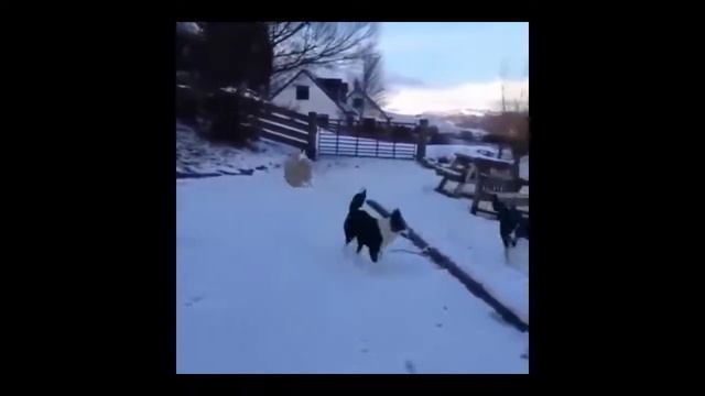 Коты и собаки - они как люди!