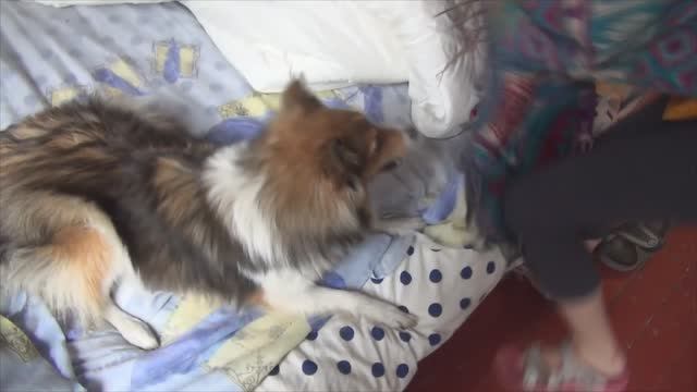 лета Луцино 20.08.2022 дома