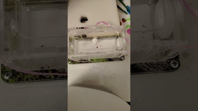 Уборка у моих муравьев! Что случилось с муравьиной фермой?мои муравьи!