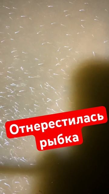 Отнерестилась рыбка. Стаи малька