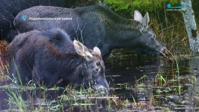 Транзит краснозобой гагары, полезные водоросли для лосей и встреча отважной белки с доброй совой
