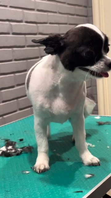 Стрижка собаки. На прогулку и на рыбалку!