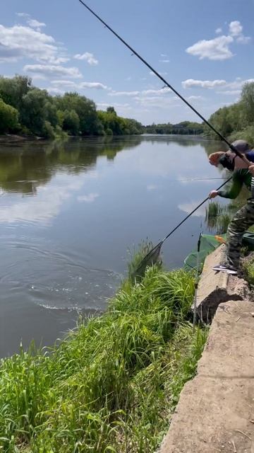 Лещ за два кило на фидер⎮р. Десна. Плиты