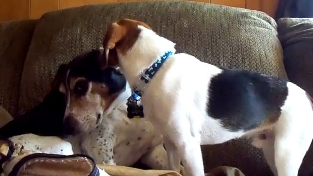 2 Бигля, чистящие ухо | ASMR - Груминг