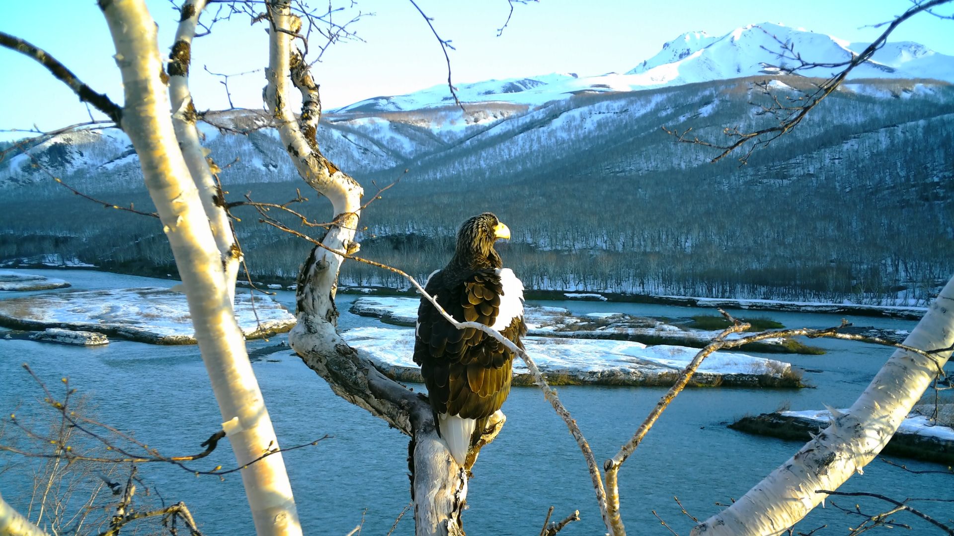 ОРЛАНЫ ВО ЛЬДАХ