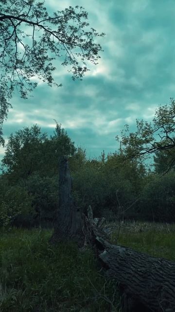 Соловьиная роща. Весна. #кино