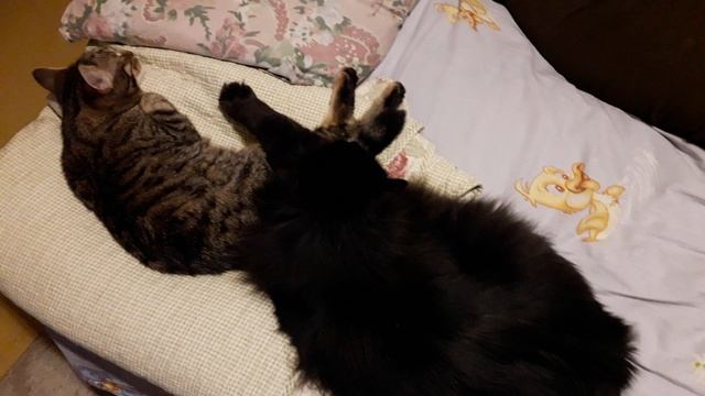 Котёнок Барсюша! Дружба крепкая, не рассыпется!