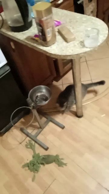 масик ловит мышь #shorts #cat #кот