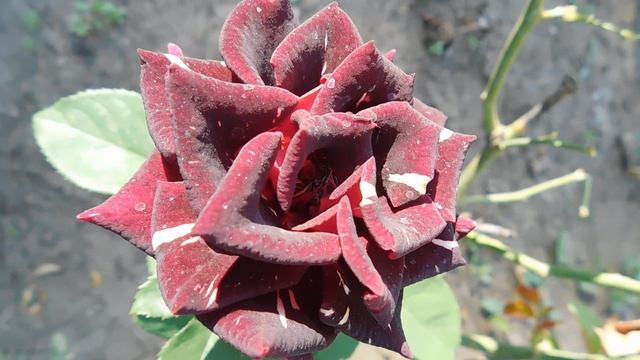 ВИДЕО  ПВН  ББ   (206)