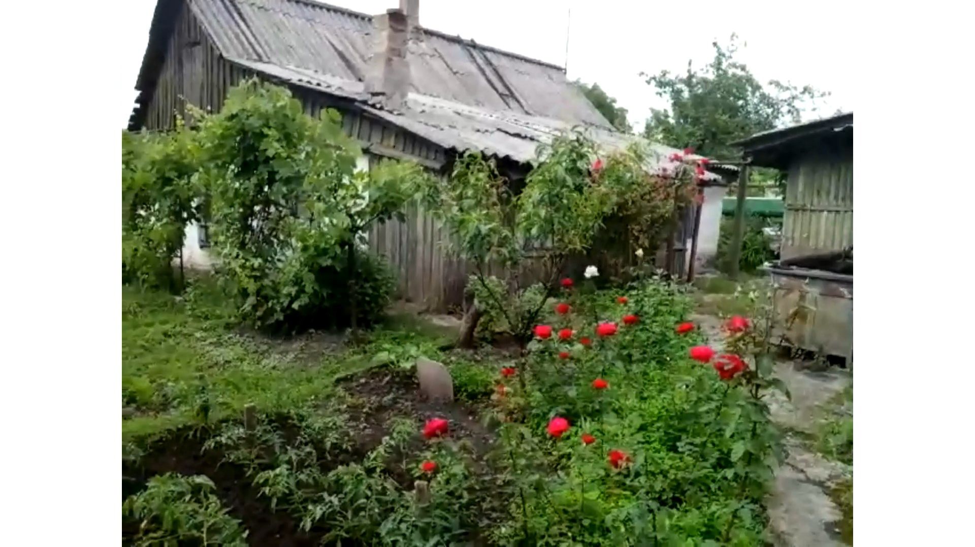 2023. "Дачные истории | Красота природы после дождя". 12.06.2023.