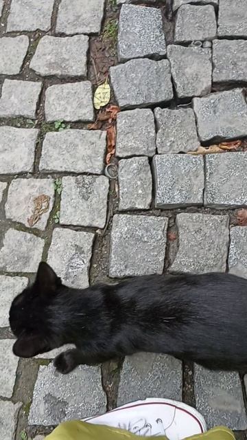 Котик в Батуми (Грузия) 15.07.2025