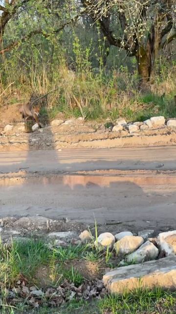 Фидер и Лиса: рыбалка под надзором рыжей инспекции