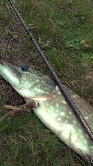 Щука. Мультипликатор. Колебло