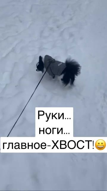 Руки…Ноги…Главное - хвост!