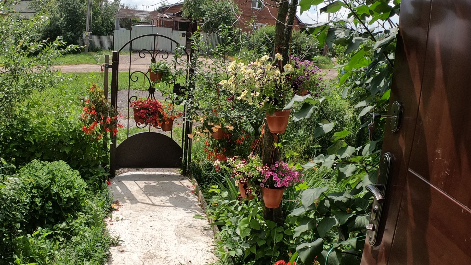 Черенкование фуксий, бегоний и бальзамина Уоллера. Результаты укоренения.