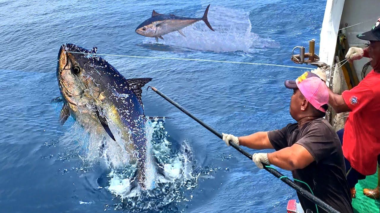 Протяженность 800 км! Мастер ловли гигантского синего тунца, лучший синий тунец в мире