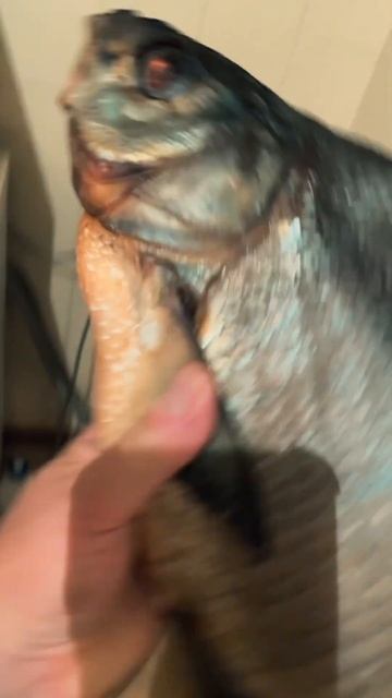 Шикарный жирный лещ. Достал леща из СУХОГО посола через два месяца.