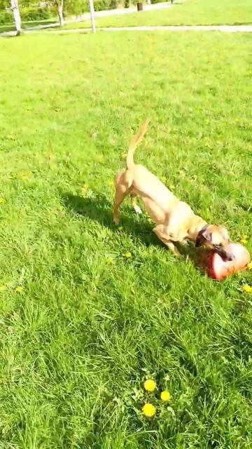 Спортивный Метис Прима - флипы