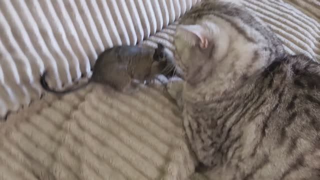 Киса, давай поцелуемся!?